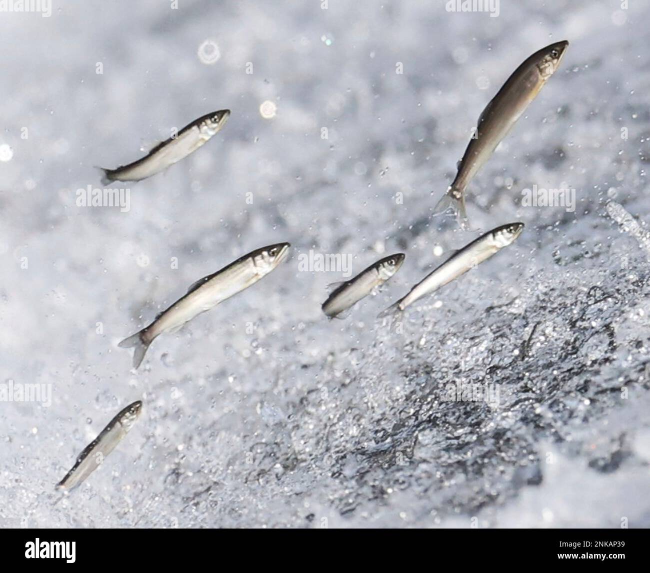 Lots of young sweetfish (Plecoglossus altivelis / Ayu in Japanese) run ...