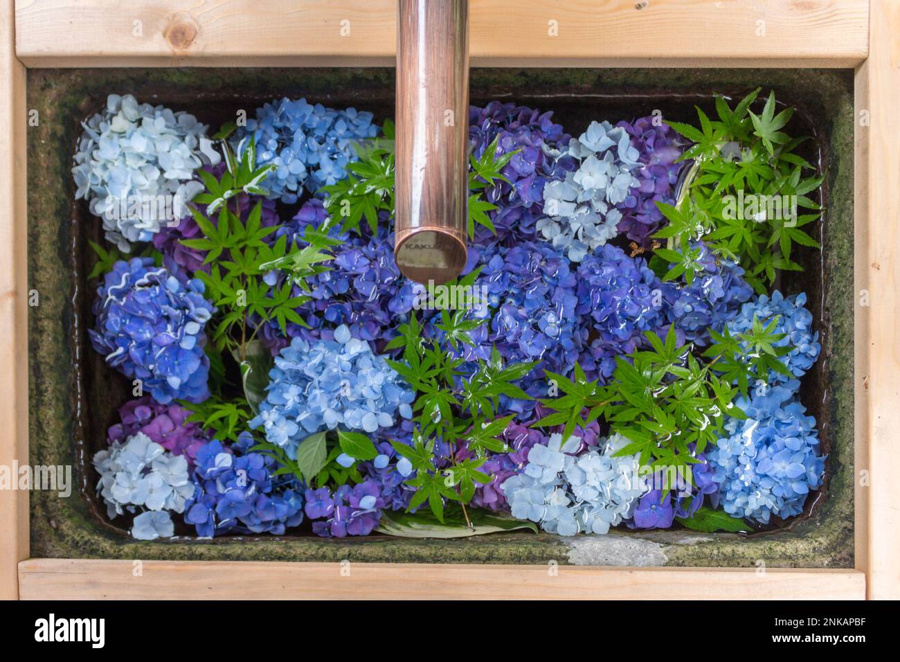 Rhododendron flowers floating in water at Asanogawa inari jinja ...
