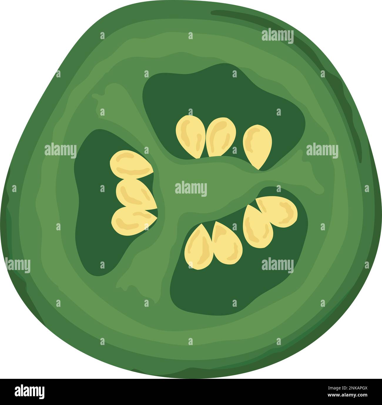 green chilli pepper slice Stock Vector Image & Art - Alamy