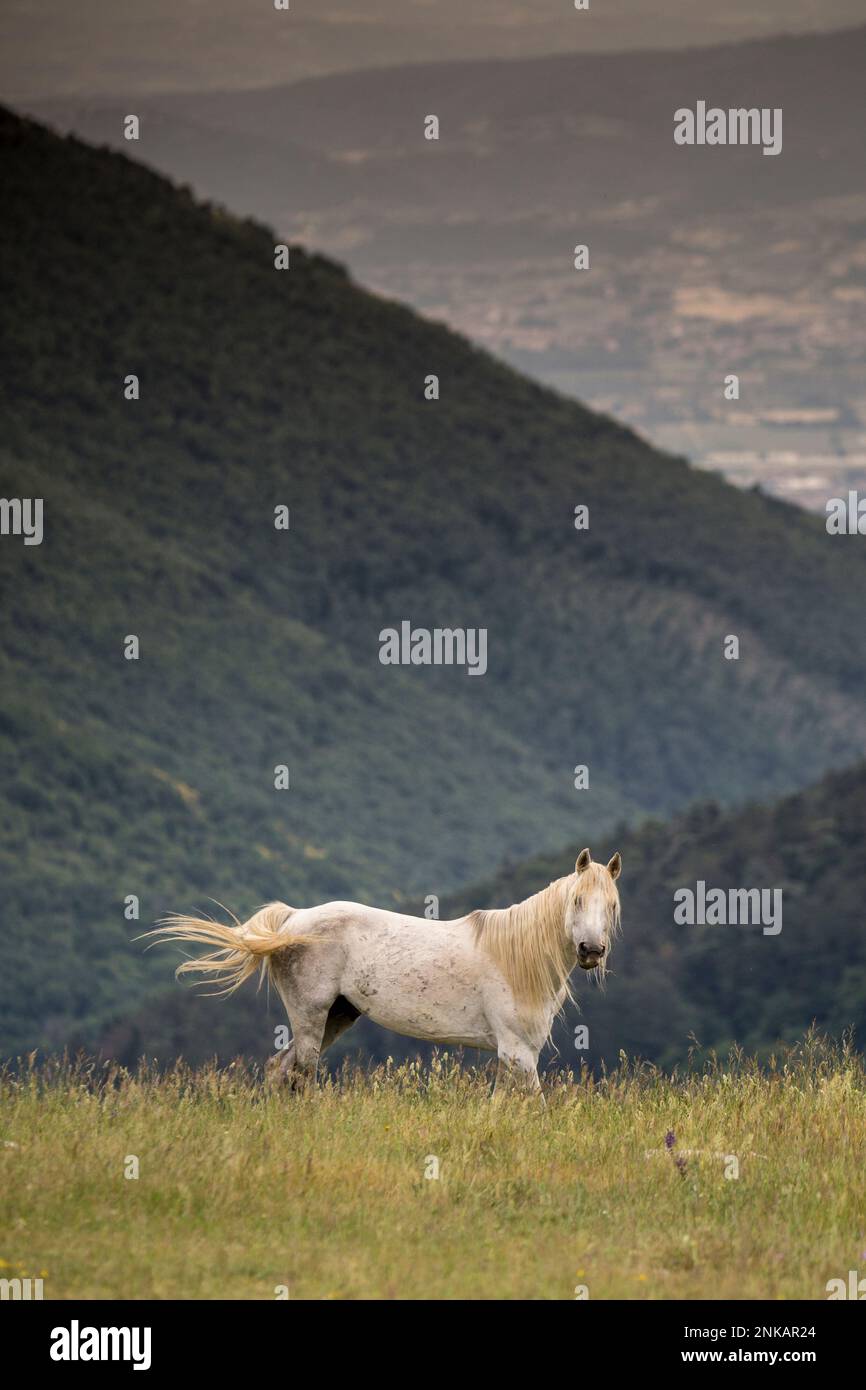 "Broken Leg" the warrior stallion that lives wild in the mountains of ...