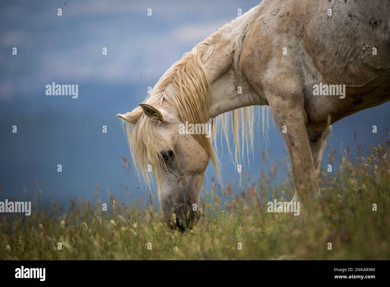 "Broken Leg" the warrior stallion that lives wild in the mountains of ...