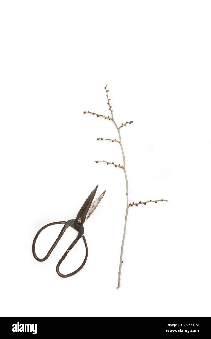 Scissors with large handles and a dry plant branch on a white ...