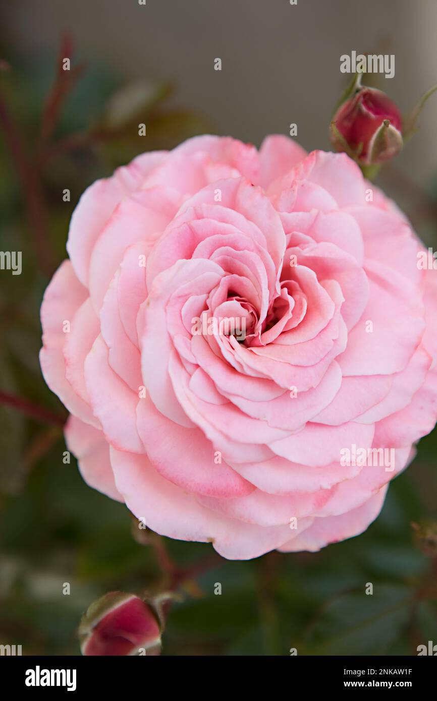 pink garden roses Stock Photo - Alamy