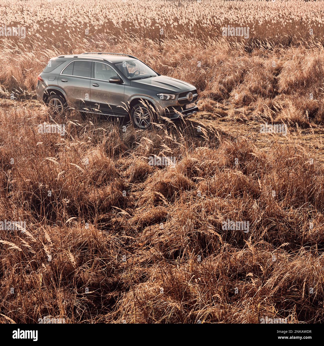 Luxury Mercedes GLE 450 with 4x4 on a meadow in the morning mist. V6 ...