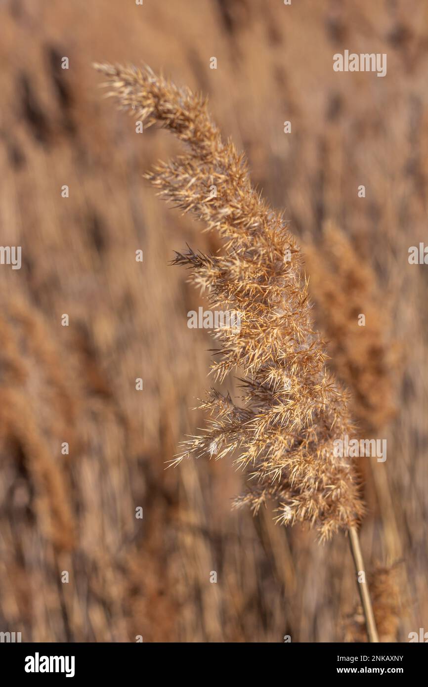 Light blue dry grass hi-res stock photography and images - Alamy