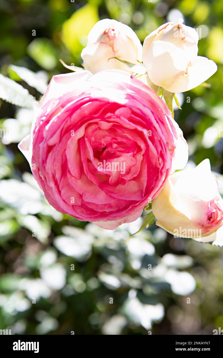 pink garden roses Stock Photo - Alamy