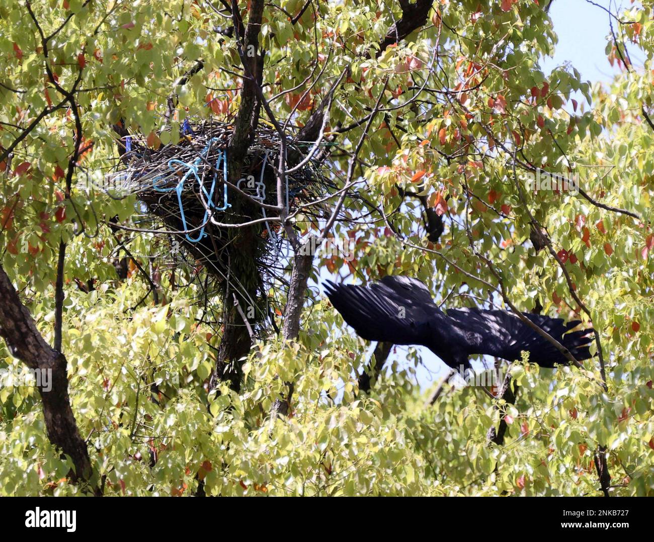 A crow's nest at a medial strip of Route 2 is pictured in Hiroshima ...