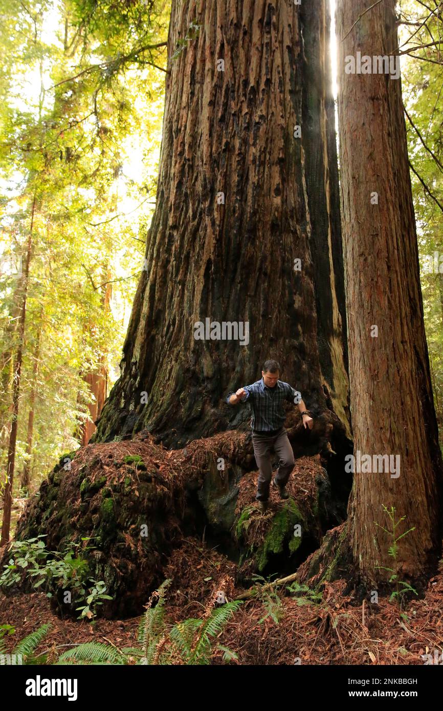Save the Redwoods League president and CEO Sam Hodder, at the McApin ...
