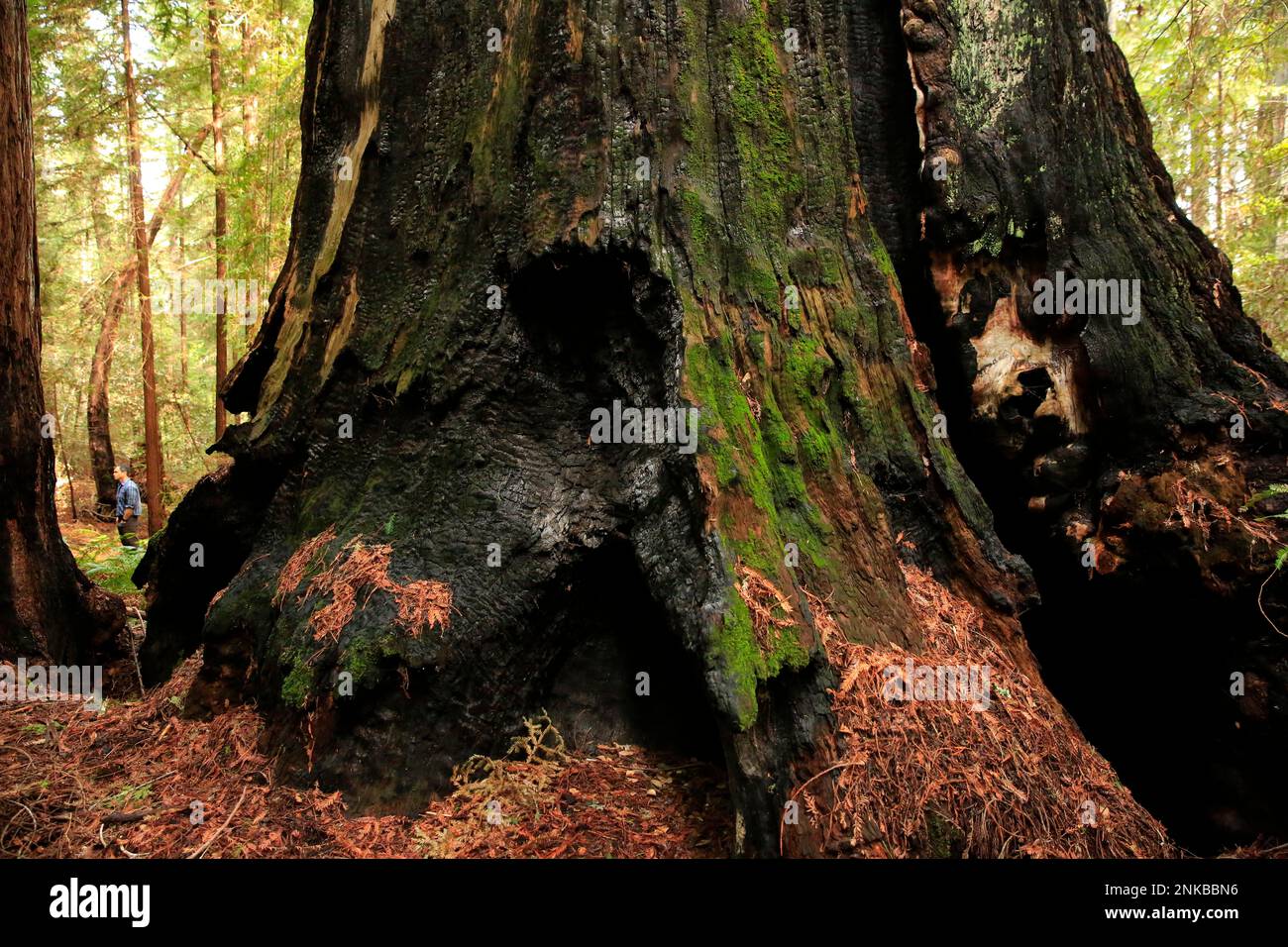 Save the Redwoods League president and CEO Sam Hodder, at the McApin ...