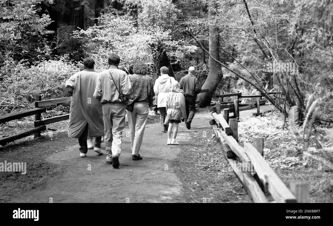 Photos to accompany a Margot Patterson Doss Walk column at Muir Woods ...