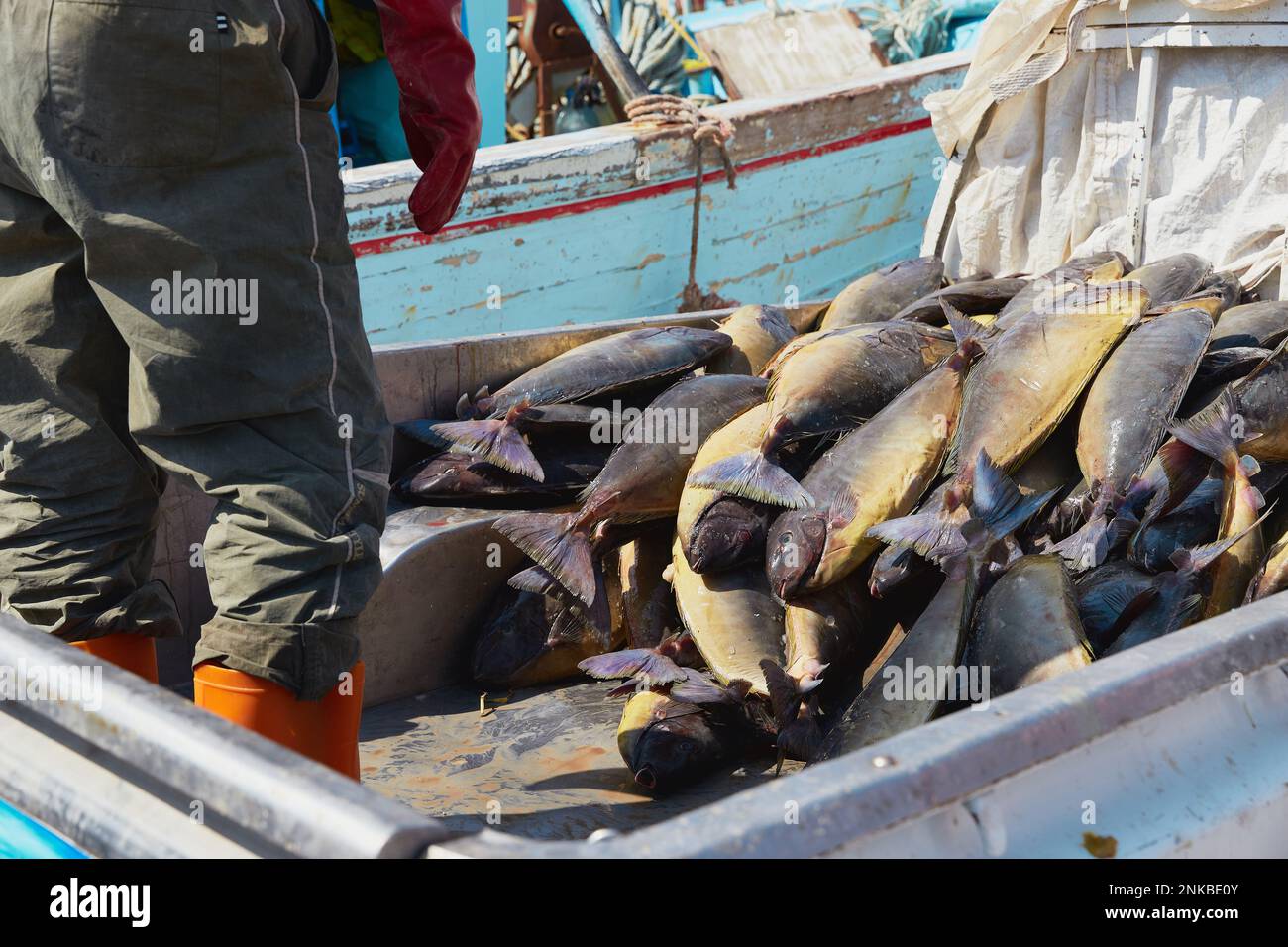 The men load the caught fish into the car. Preparing for delivery Stock ...