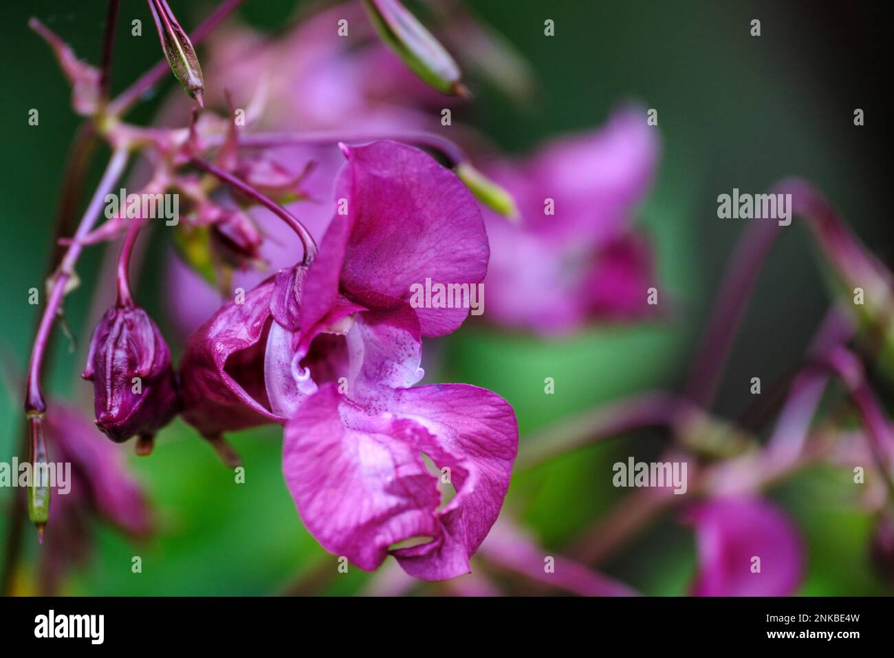 Lilium-pink flower on blurred background. Selective focus. Impatiens ...