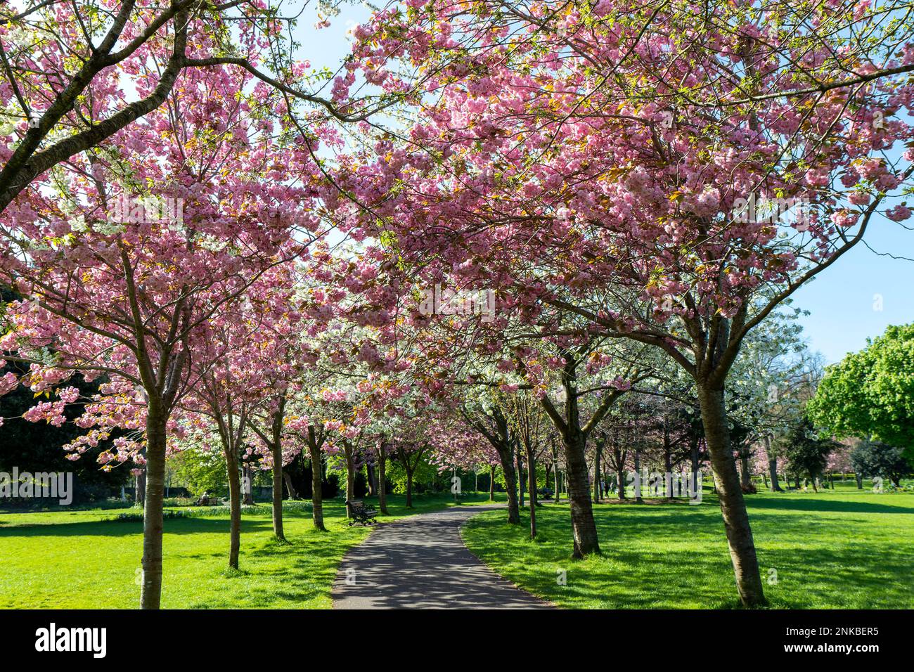 Cherry blossom trees blooming during Spring in Herbert Park. Empty ...