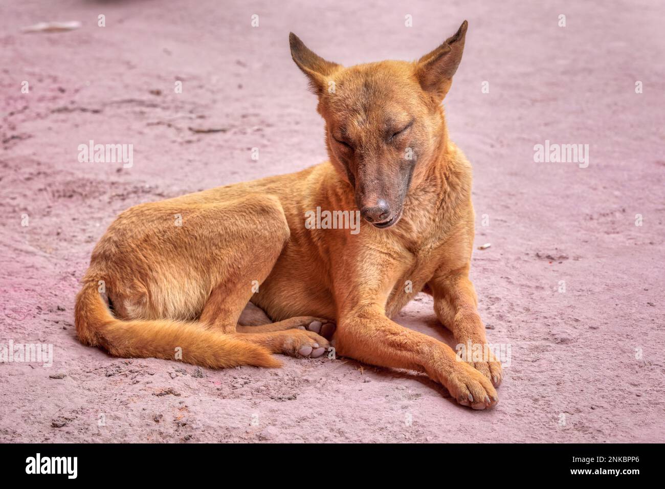 Indian dog in the street hi-res stock photography and images - Alamy