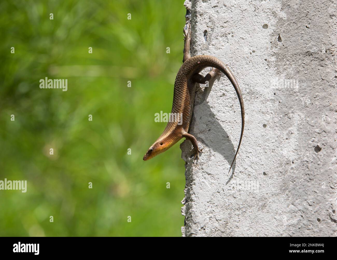 Many-striped mabuye (Mabuya multifasciata), near Thung Na Mueang ...