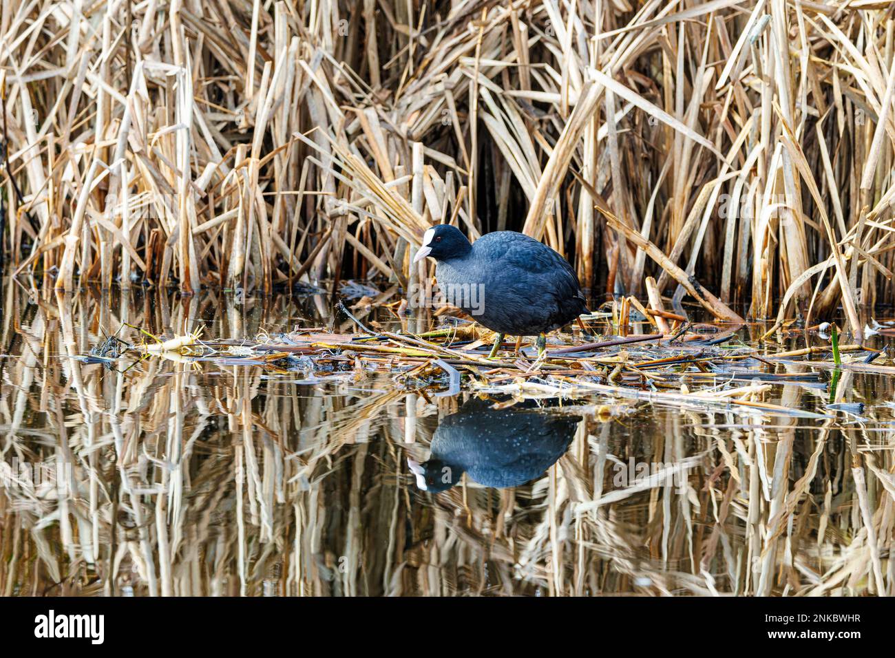 Close up of Coot, Fulica atra, on the floating base of a new nest made ...
