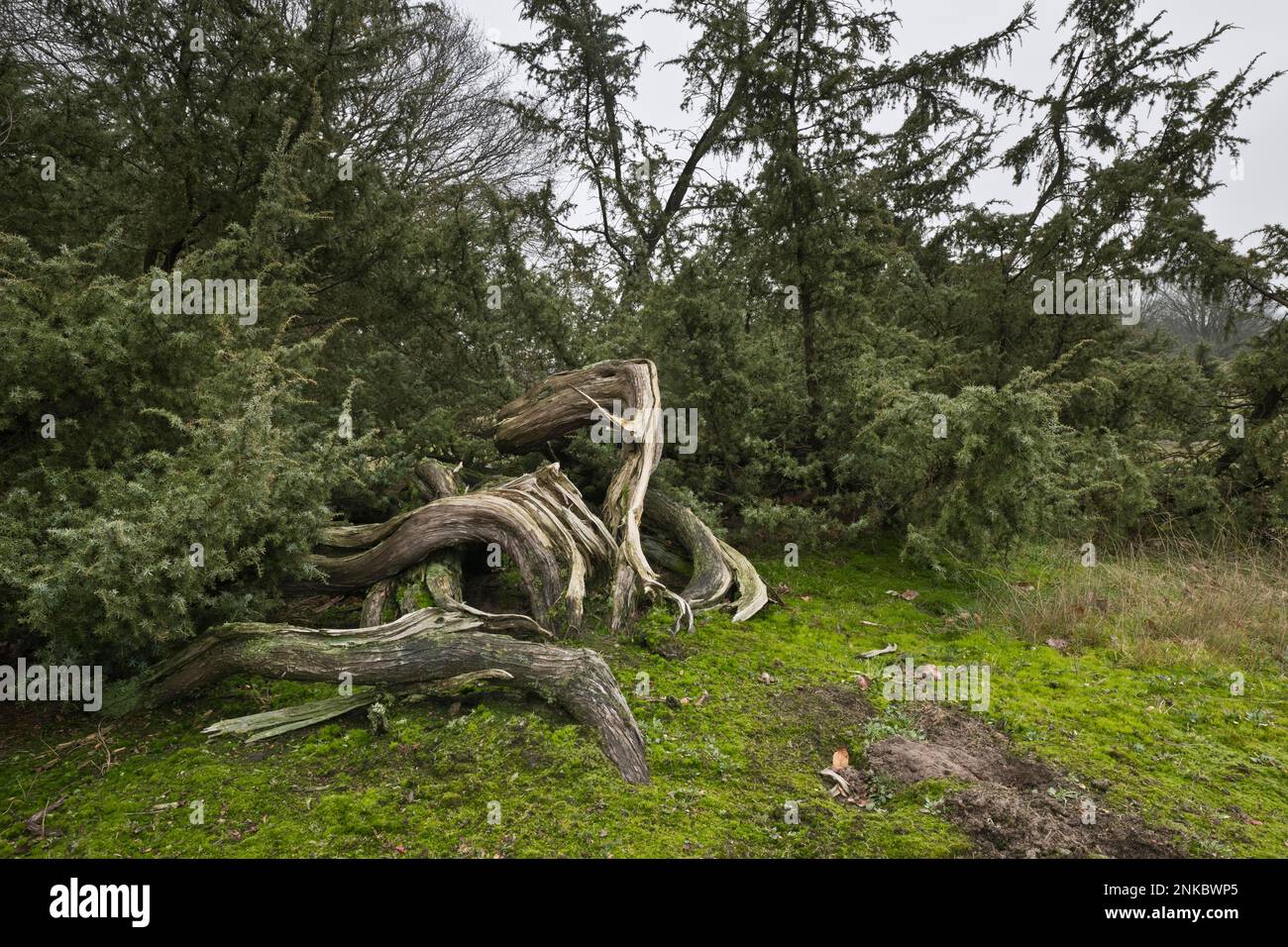 Cupressaceae hi-res stock photography and images - Alamy