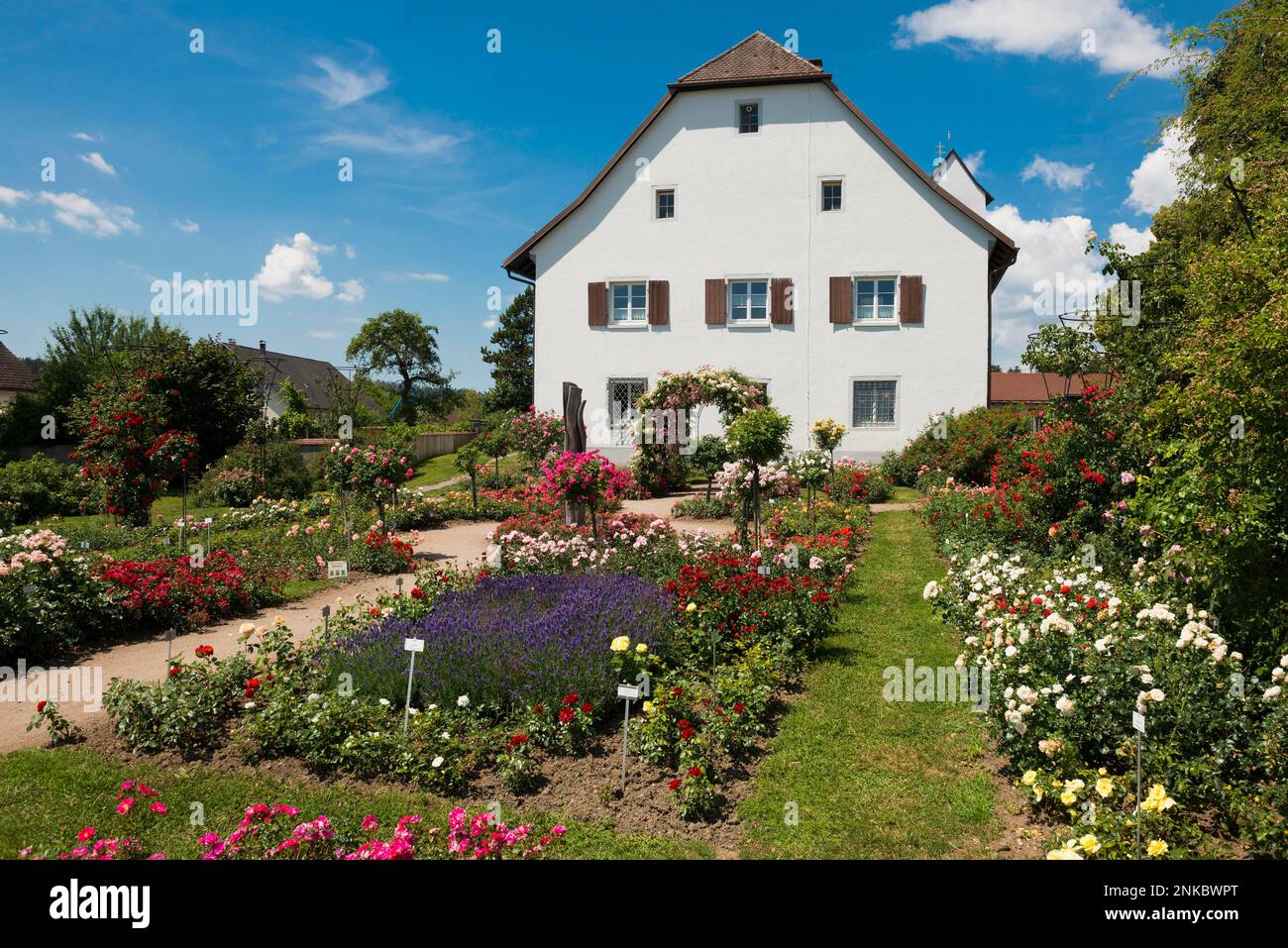 Roses, Rose Village Noeggenschwiel, Black Forest, Baden-Wuerttemberg ...
