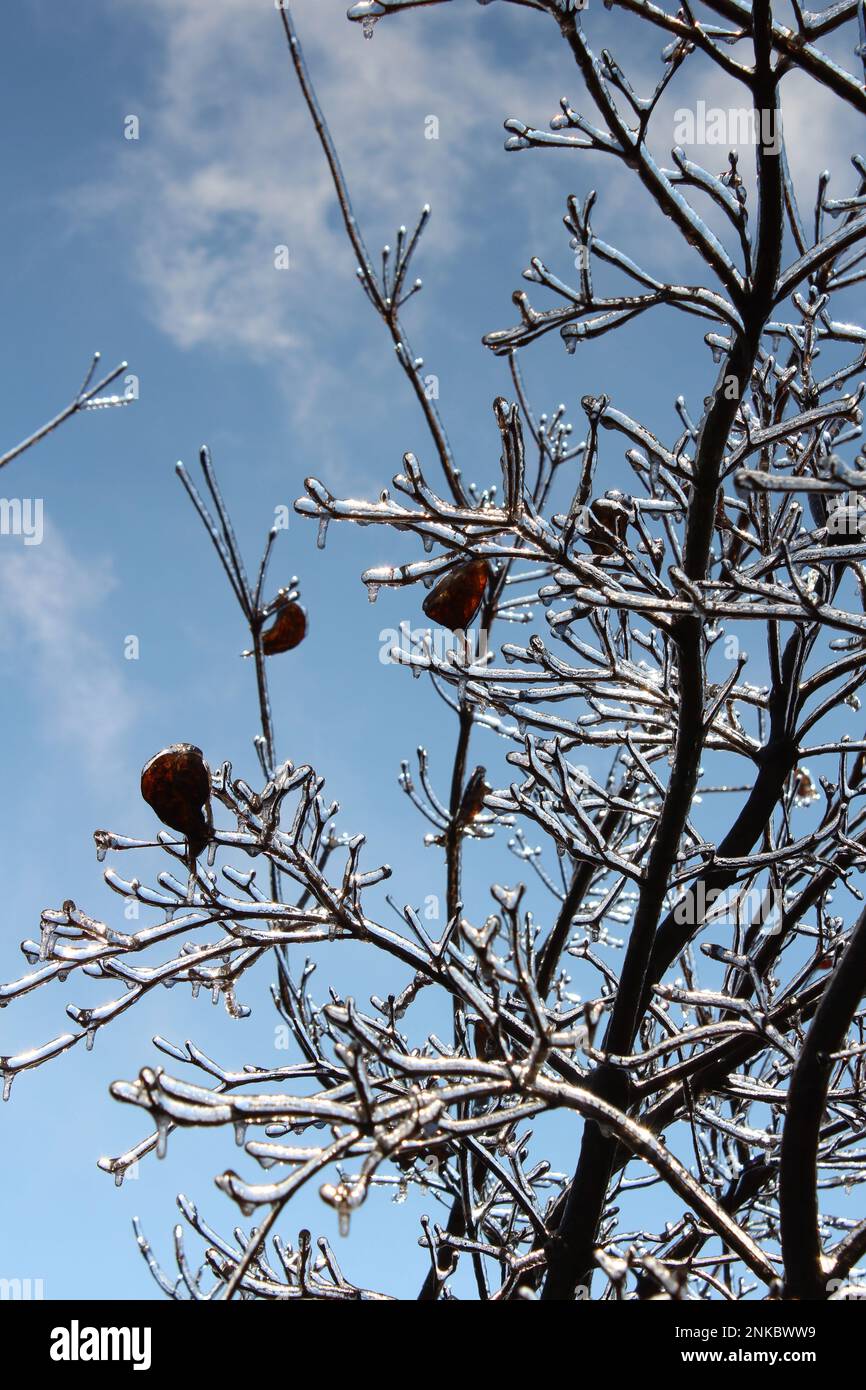 Tree with frozen branches hi-res stock photography and images - Alamy