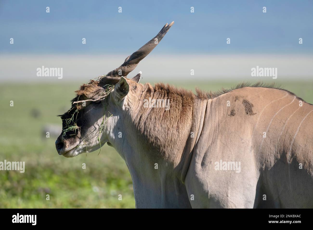 Common eland (Taurotragus oryx), Eland, Ngorongoro Conservation Area ...
