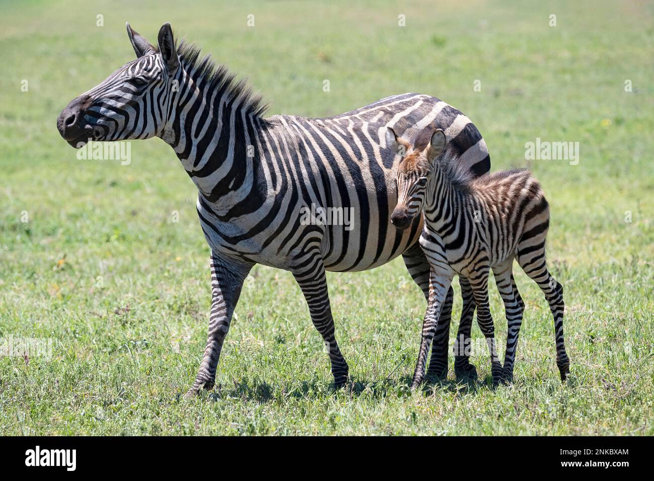 Old zebra hi-res stock photography and images - Alamy
