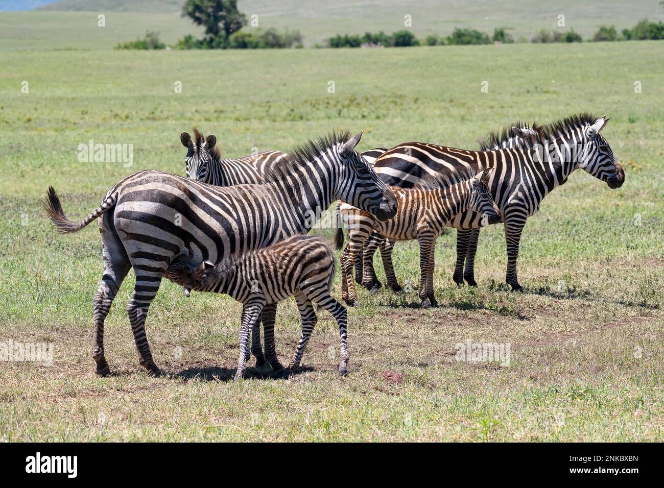 Zebra calf hi-res stock photography and images - Alamy