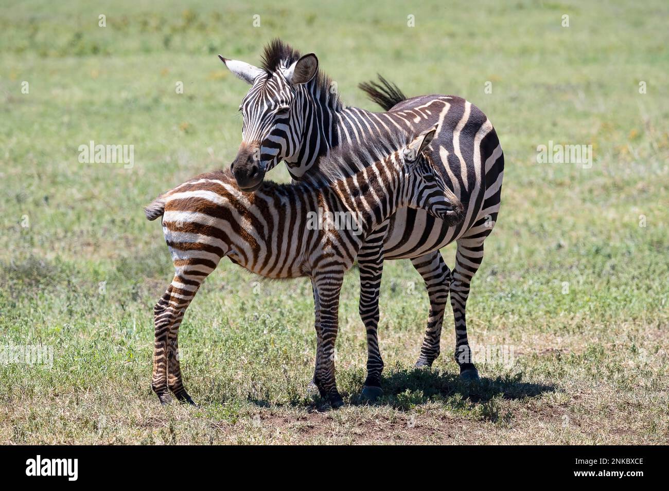 Plains zebra (Equus quagga) or horse zebra, mare with calf, 6 months ...