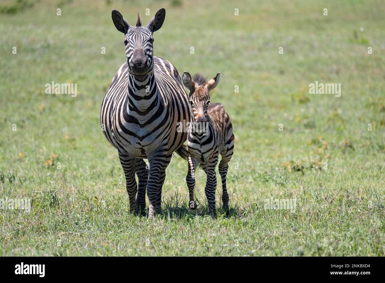 Plains zebra (Equus quagga) or horse zebra, mare and foal standing ...