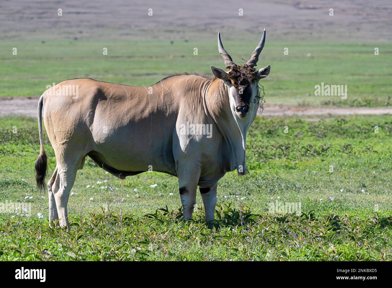Common eland (Taurotragus oryx), Eland, Ngorongoro Conservation Area ...