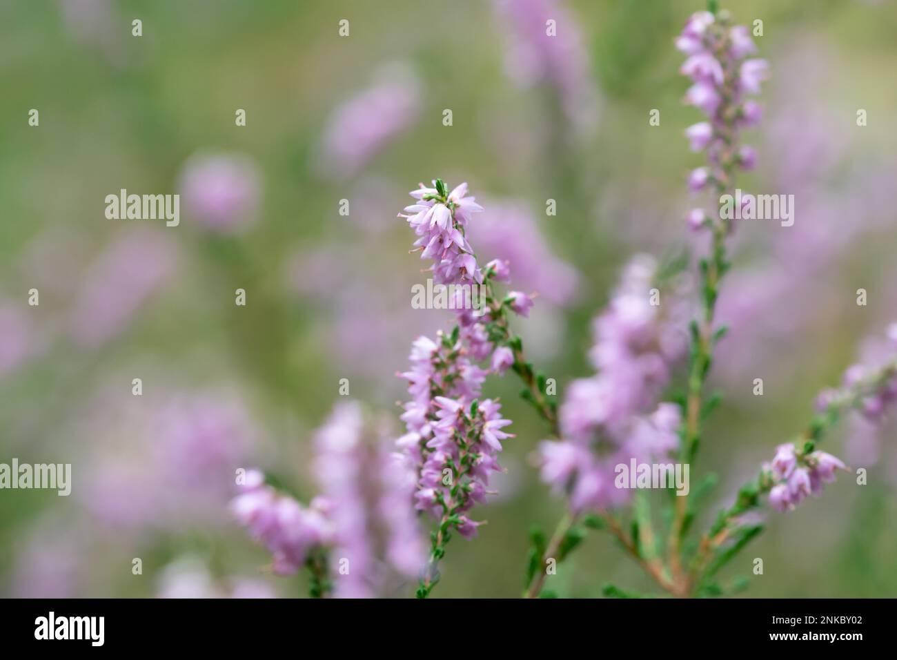 Common heather (Calluna vulgaris), inflorescences in full bloom, Neustaedter Moor, Lower Saxony ...