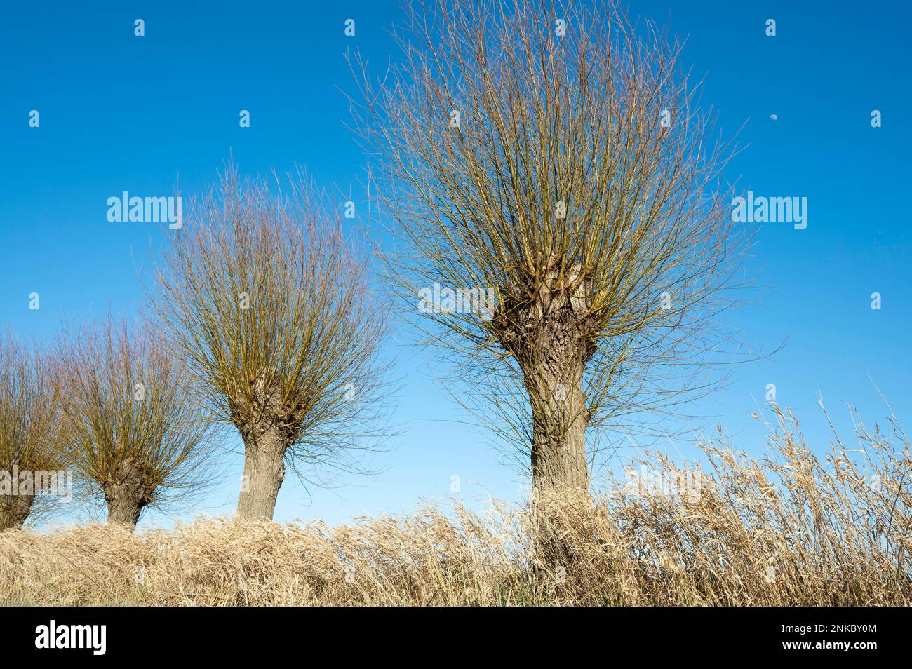 Willows (Salix) cultivated form pollarded willow, blue sky, Lower ...