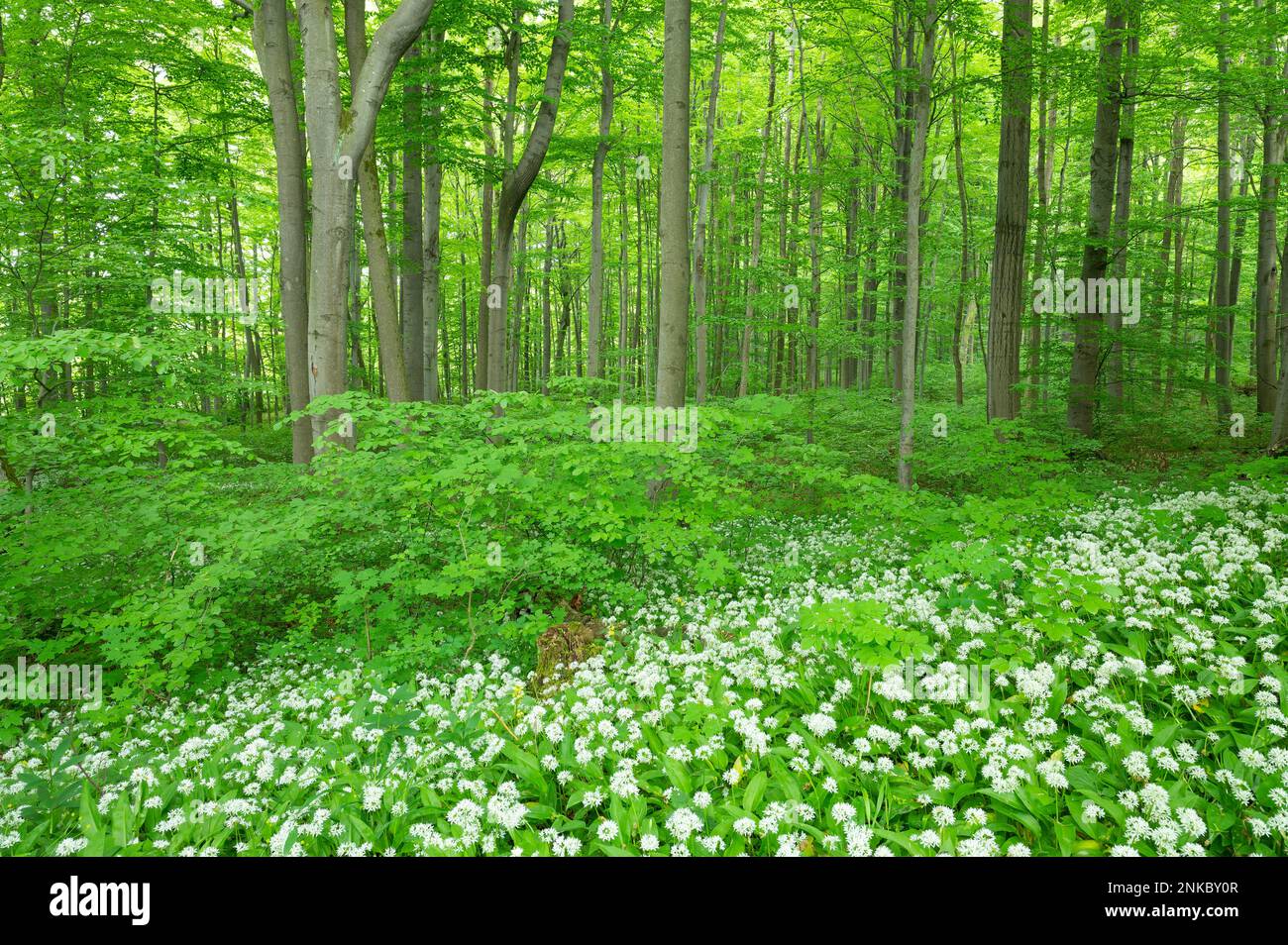 Red beech (Fagus sylvatica) forest with flowering ramsons (Allium ...