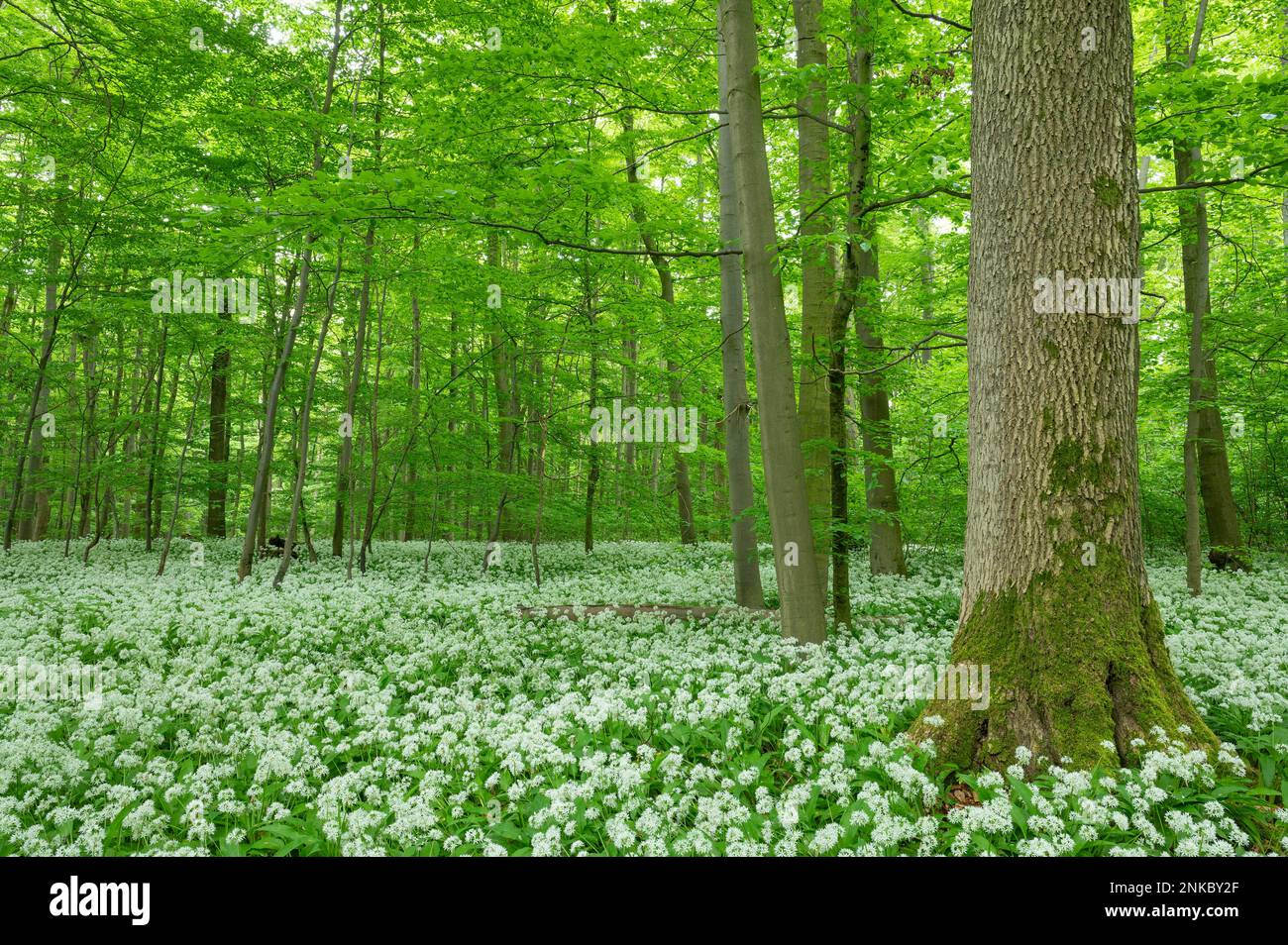 Red beech (Fagus sylvatica) forest with flowering ramsons (Allium ...