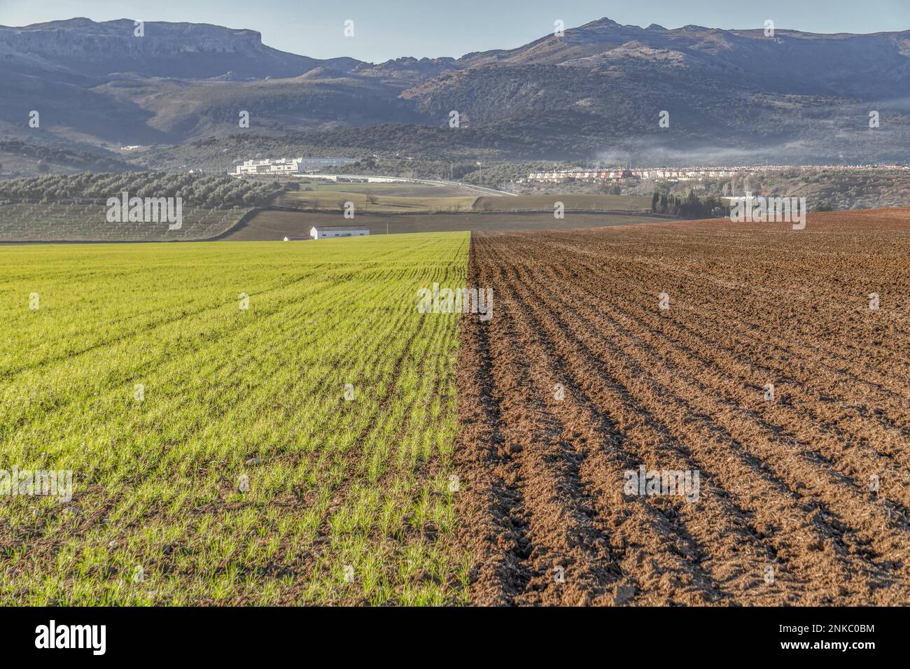 Farmland in half wheat in the other half uncultivated land Stock Photo ...