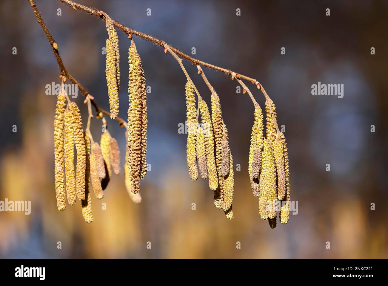 Common hazel (Corylus avellana), hazel, branch with male flower catkins ...