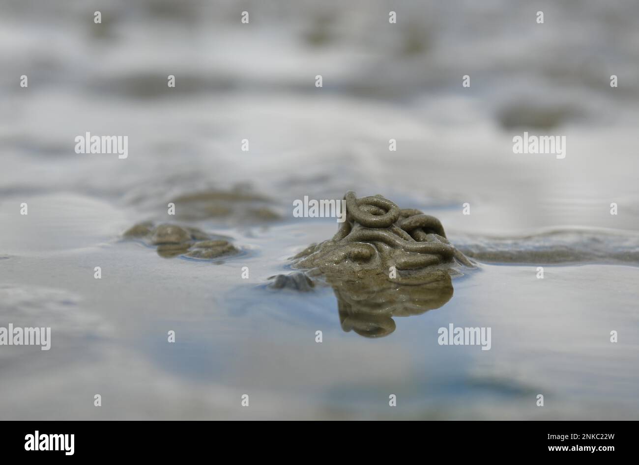 Lugworm pile hi-res stock photography and images - Alamy