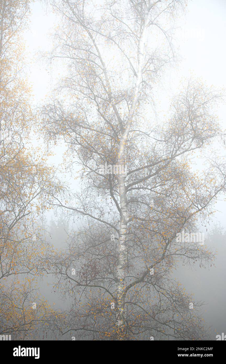Single birch (Betula) in autumn, in fog, with remaining leaves Stock ...