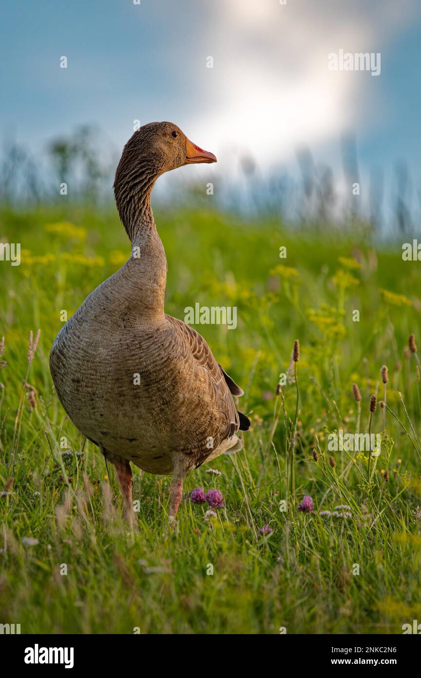 Twisted neck hi-res stock photography and images - Alamy