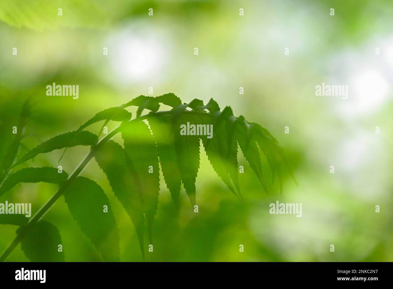 Green, pointed, elongated leaves hanging down curved on a stem Stock ...