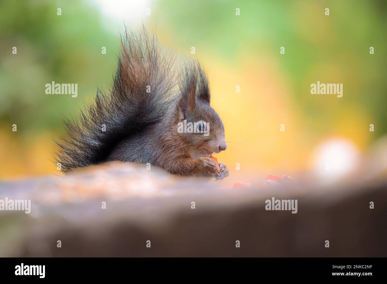 Eurasian squirrel (Sciurus), brown, sitting behind a rock, eating a ...