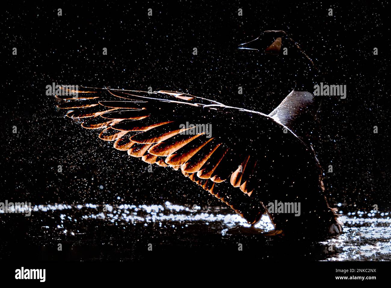 Canada goose (Branta canadensis) backlit, surrounded by splashes of ...