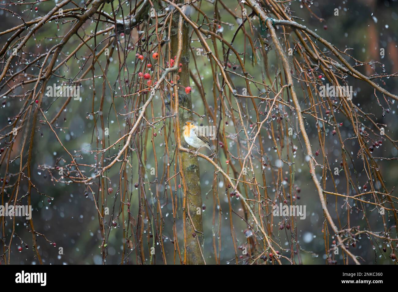 European robin (Erithacus rubecula), amidst thin drooping branches ...