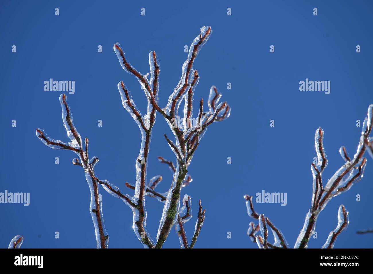 Branches of a shrub covered with ice Stock Photo - Alamy