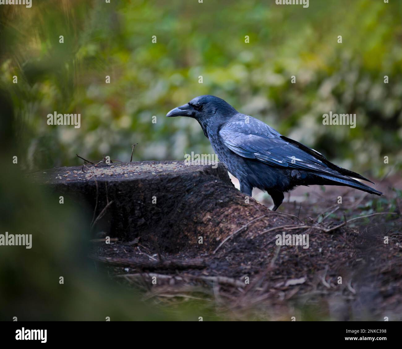 Carrion crow (Corvus corone), on ground, next to tree stump Stock Photo ...