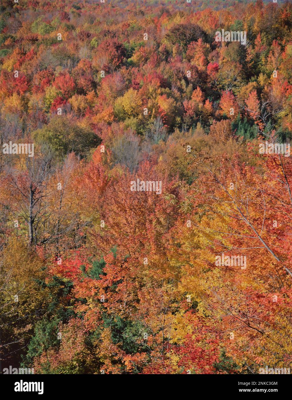 Awesome landslide autumn tree colors hi-res stock photography and ...