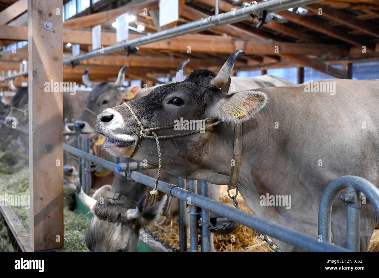 Brown Swiss Dairy Cow Stock Photo - Alamy