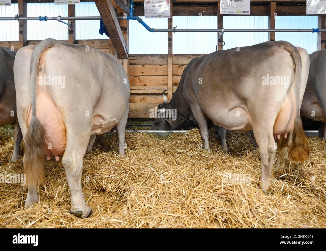 Brown Swiss Dairy Cows Stock Photo - Alamy