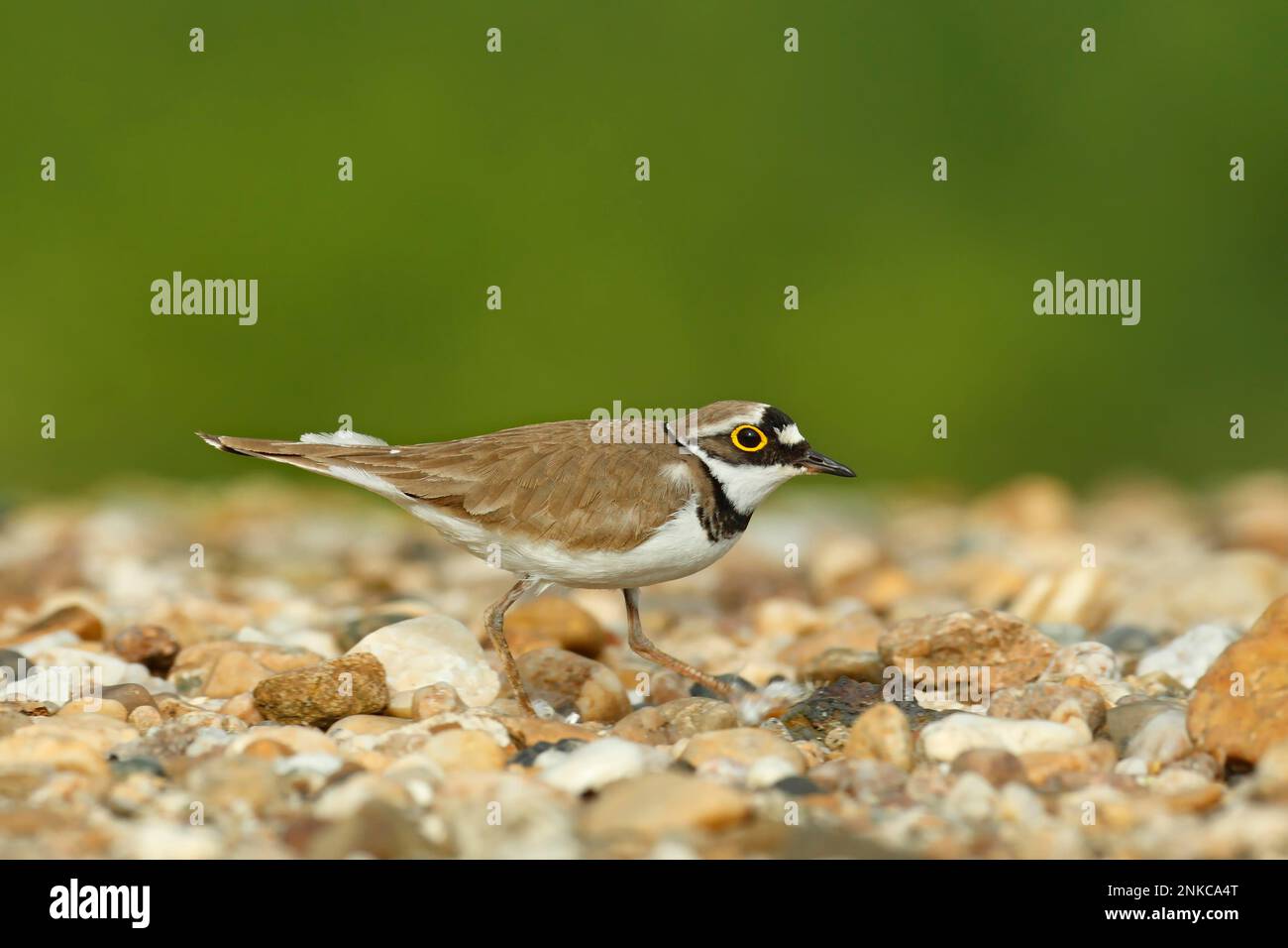 Little Ringed Plover (Charadrius dubius), individual in habitat, animal ...