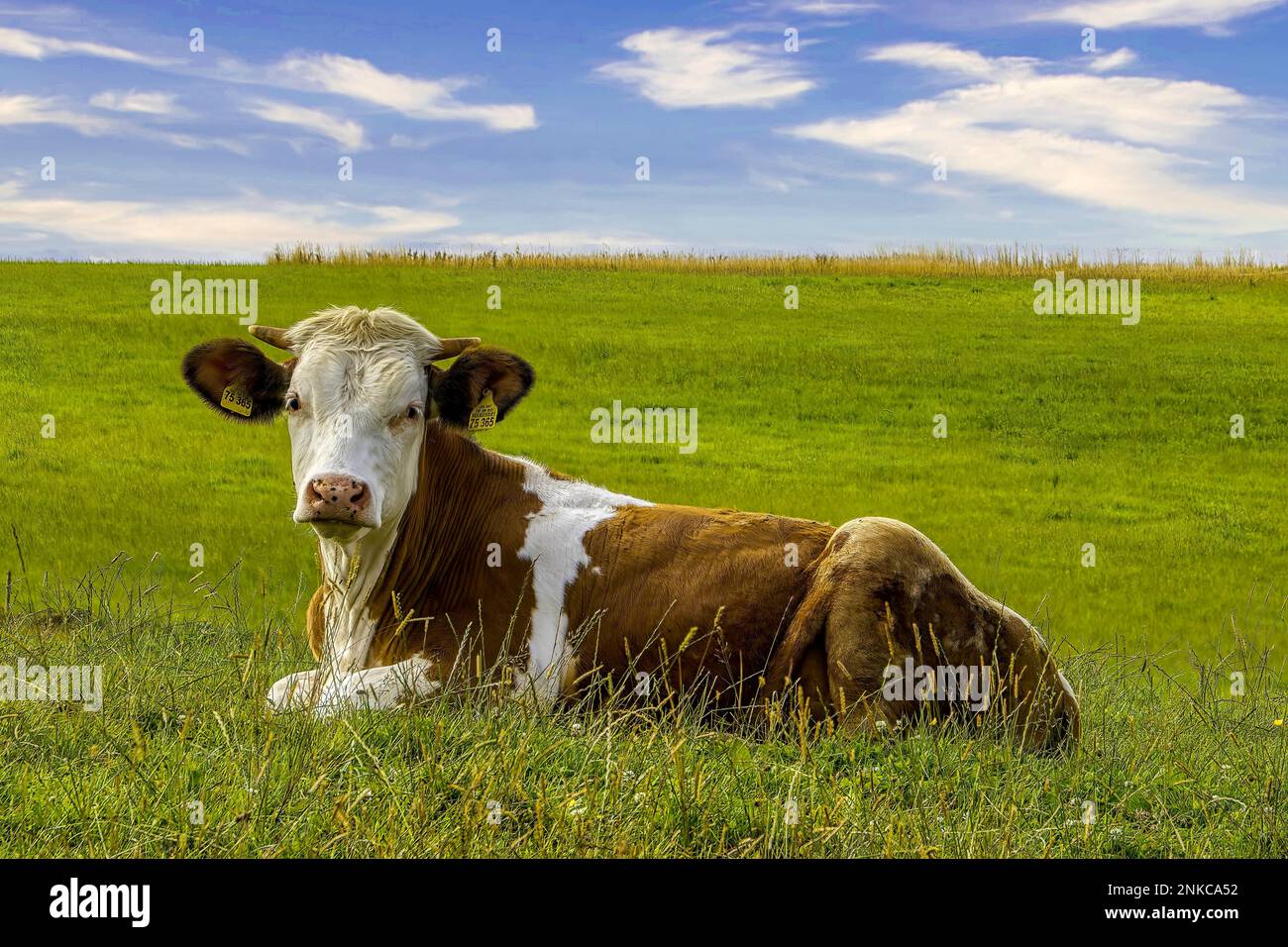 Cow lying on pasture, domestic cattle, Fleckvieh, looking into camera ...
