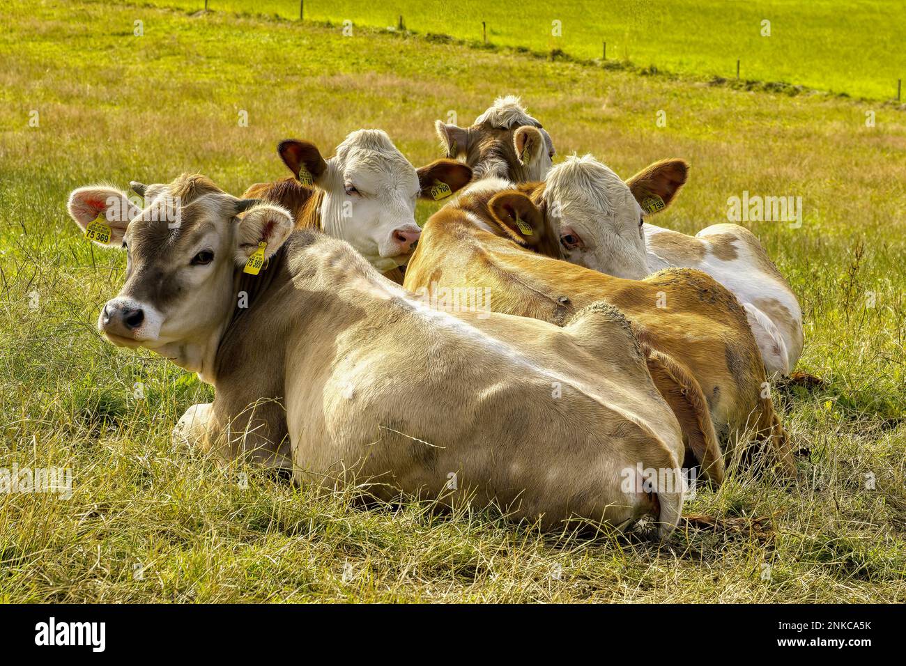 Group of four cows, domestic cattle, lying in the pasture, Bad Toelz ...